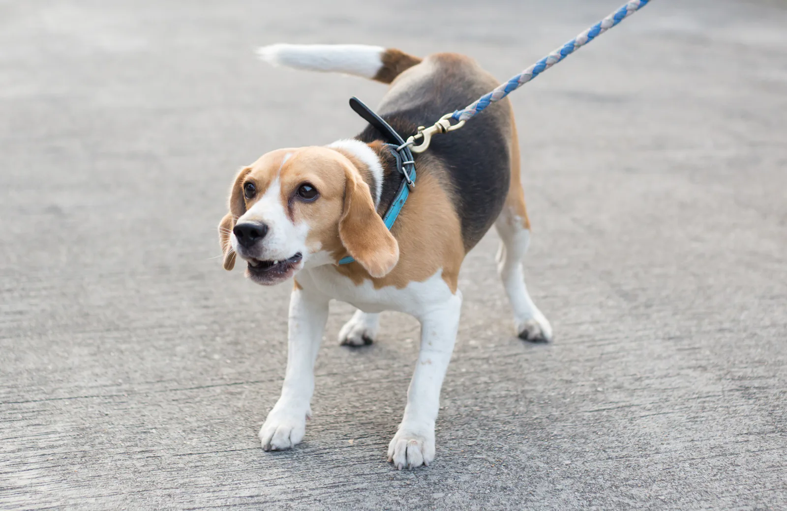 The 6 Strongest Dog Leashes