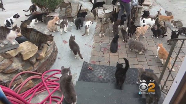 9 Cat-Centric Vacation Destinations To Visit If You’re Obsessed With ...