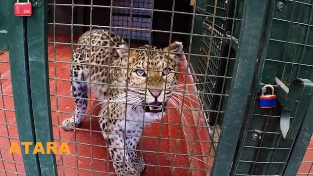 9 Cat-Centric Vacation Destinations To Visit If You’re Obsessed With ...