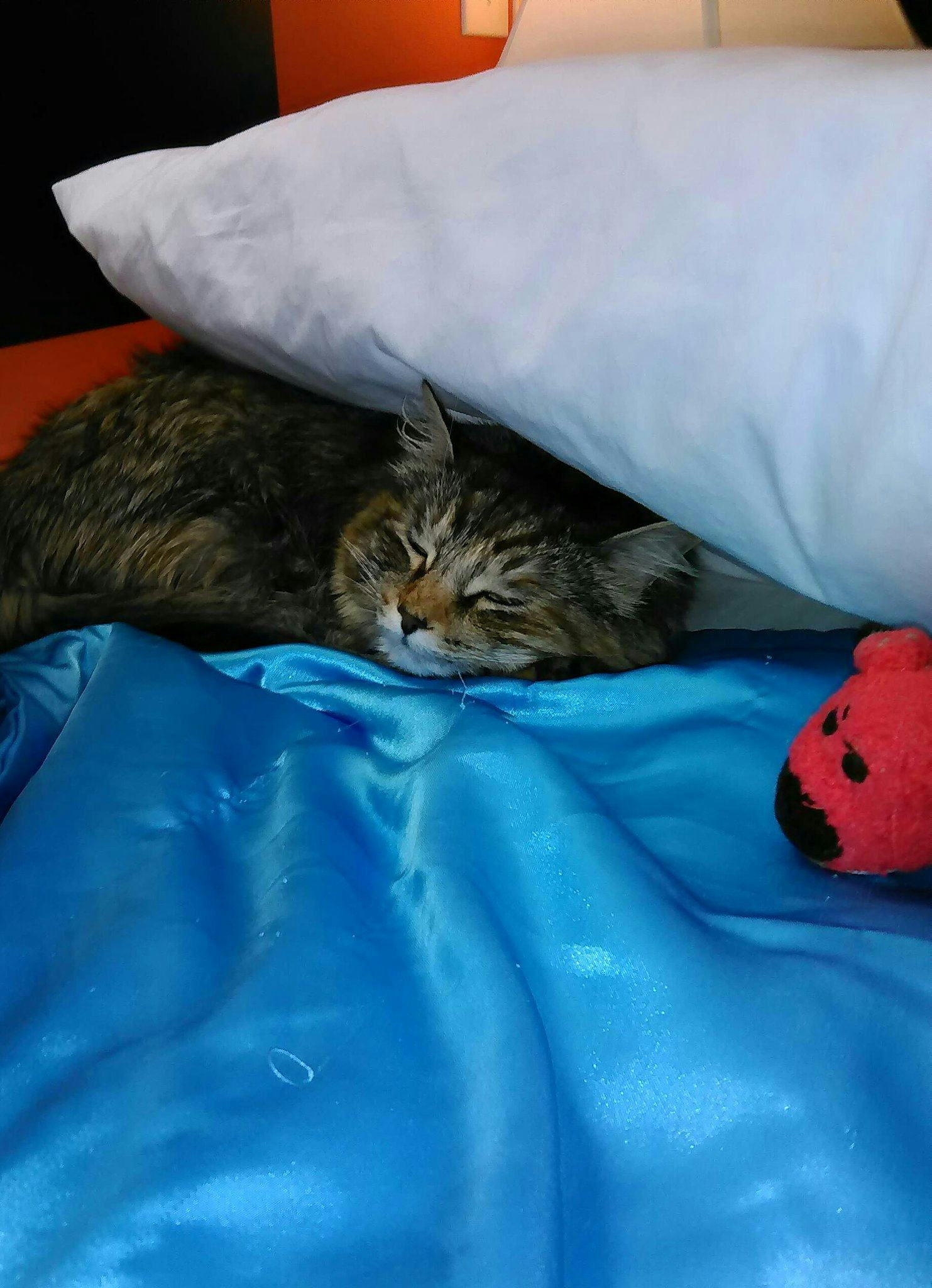 15 Affordable Pet-Friendly Hotels In The U.S. That Will Welcome Your ...