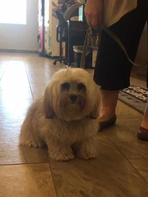 15 Affordable Pet-Friendly Hotels In The U.S. That Will Welcome Your ...