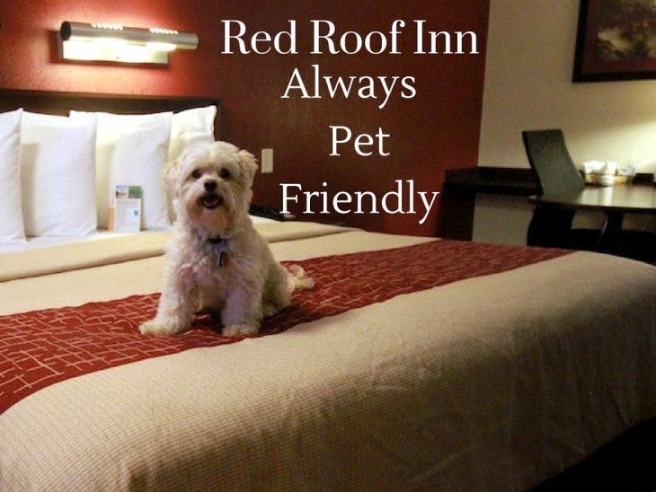 15 Affordable Pet-Friendly Hotels In The U.S. That Will Welcome Your ...