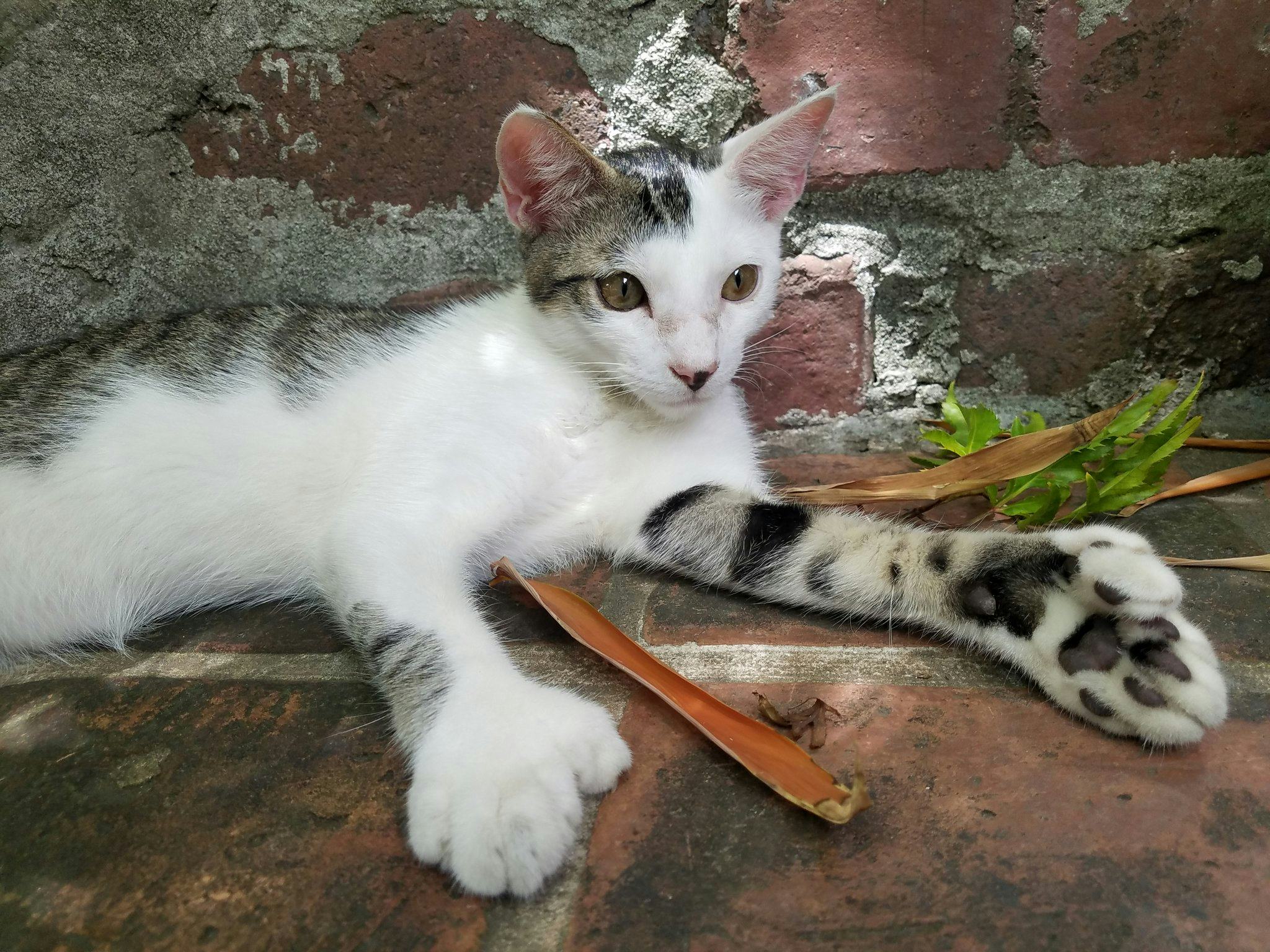 15 Places All Cat-Lovers Should Visit At Least Once In Their Lifetime