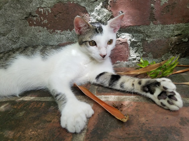 15 Places All Cat-Lovers Should Visit At Least Once In Their Lifetime