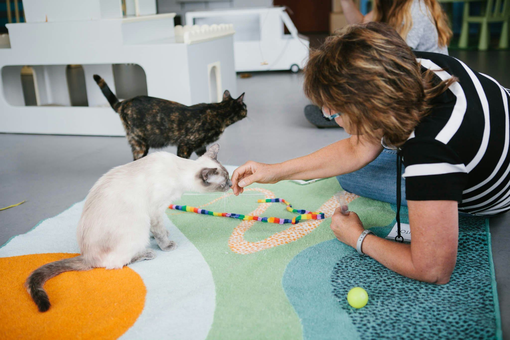 15 Places All Cat-Lovers Should Visit At Least Once In Their Lifetime