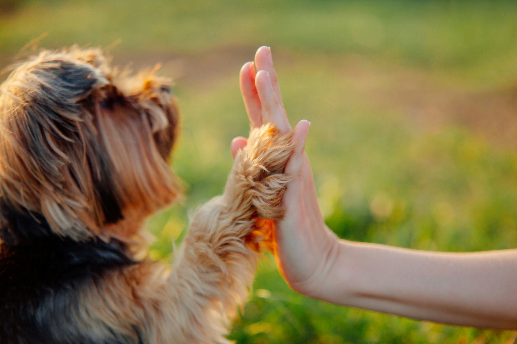 7 Ways You’re Totally Misreading Your Dog, According To Dog Trainers