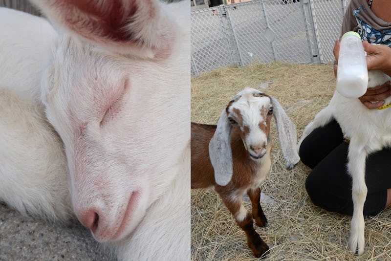 Goats Can Figure Out Your Emotions, According To New Goat Research ...