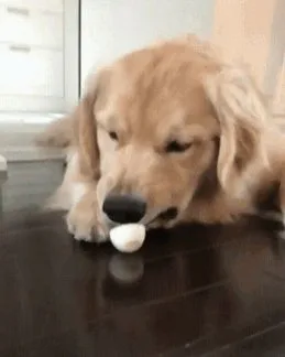 16 Funny Tweets All Dog Lovers Will Appreciate For National Dog Day 2018