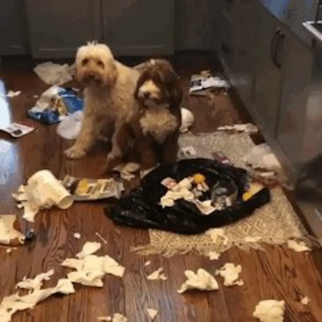 16 Funny Tweets All Dog Lovers Will Appreciate For National Dog Day 2018