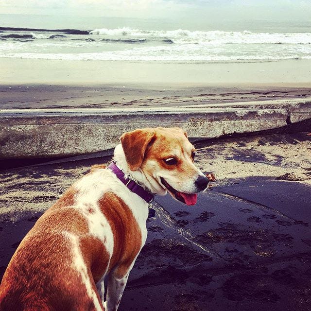 7 Tips For Road Tripping With Your Dog That Will Keep Both Your Pup And ...