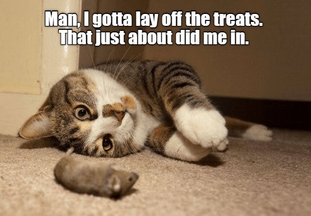 11 Funny International Cat Day 2018 Memes That All Cat-Lovers Will ...