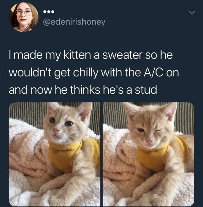 11 Funny International Cat Day 2018 Memes That All Cat-Lovers Will ...