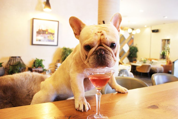 A French Bulldog-Themed Pop Up Cafe In The UK Is So Cute That It Will ...