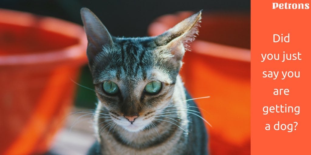 11 Funny International Cat Day 2018 Memes That All Cat-Lovers Will ...