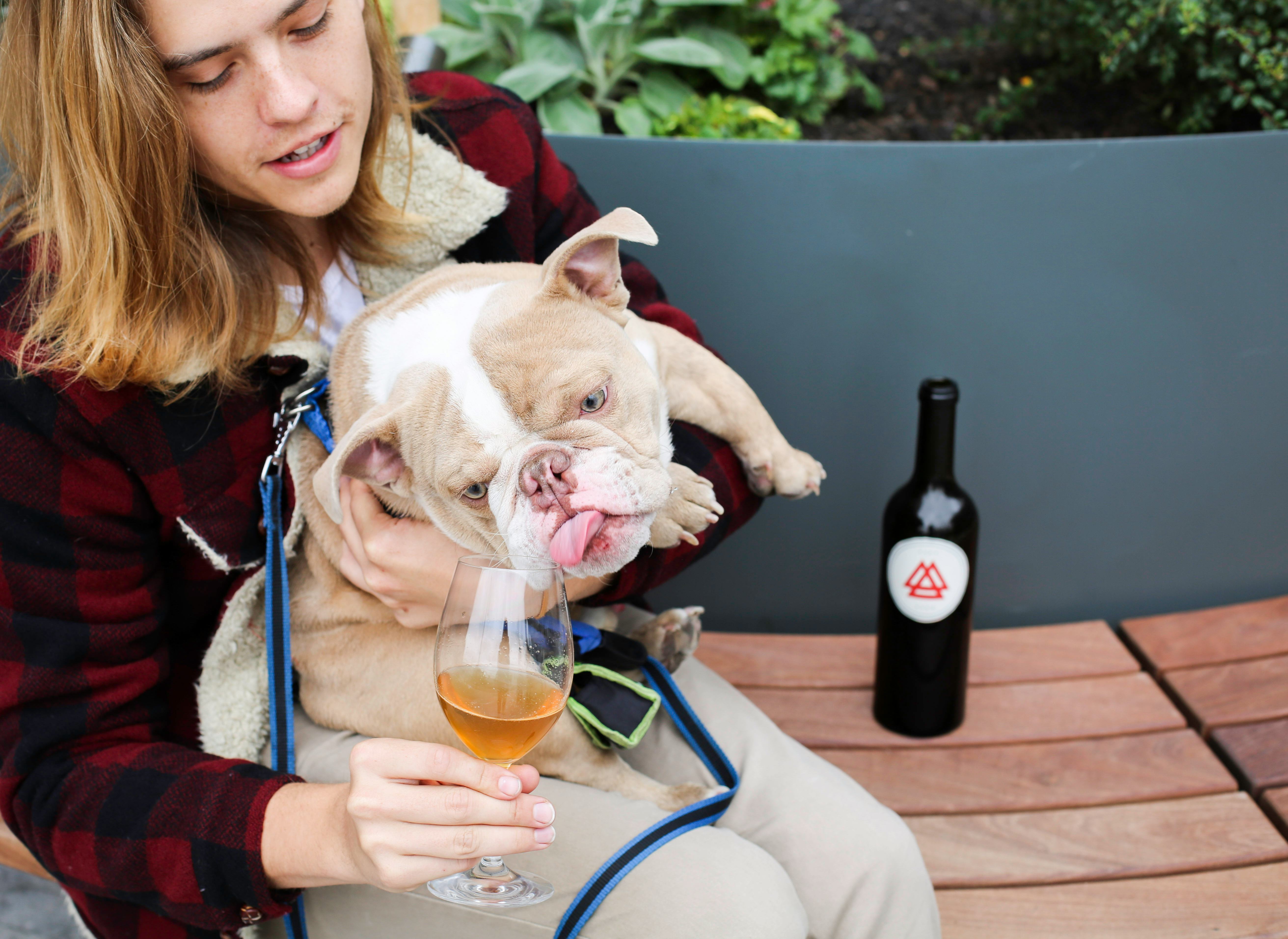 Dylan Sprouse Is The CEO Of All-Wise Meadery & It's The Career He's ...