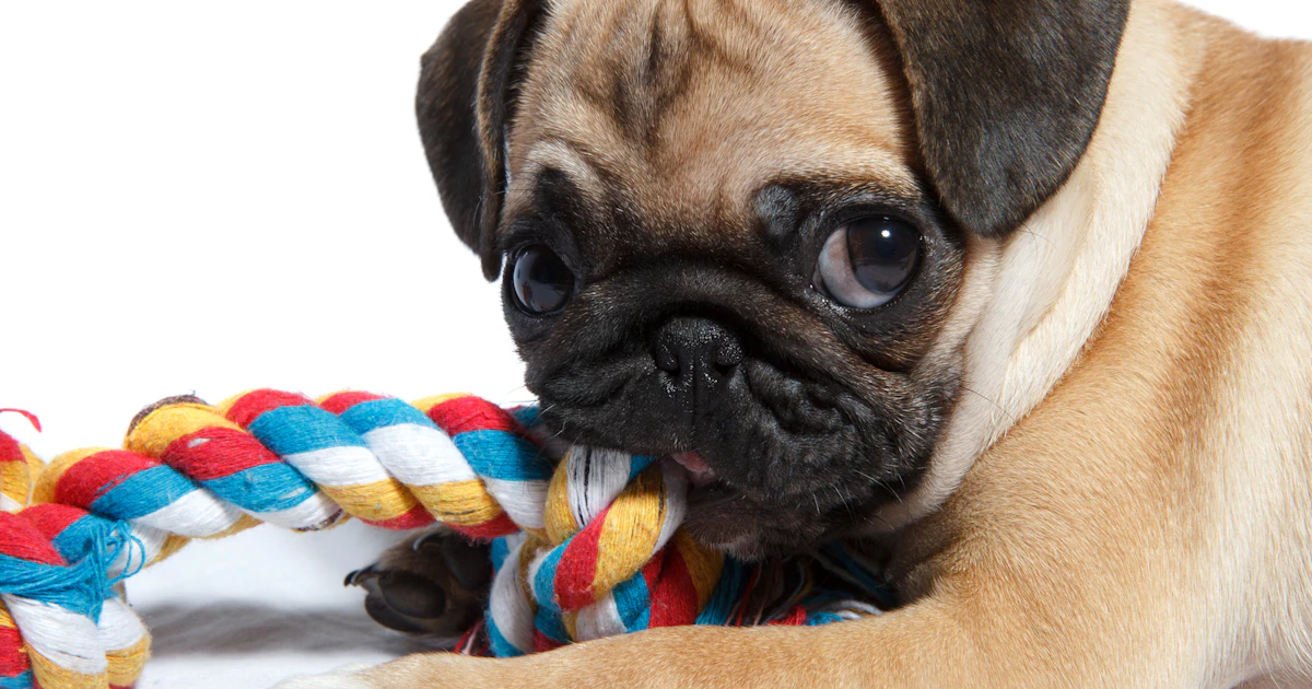 The 6 Best Indestructible Dog Toys For Heavy Chewers The 6 Best Indestructible Dog Toys For Heavy Chewers