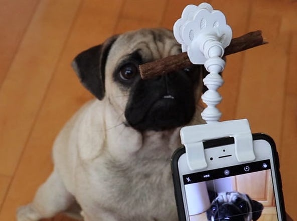 This Dog Selfie Attachment For Selfie Sticks Will Finally Get Your ...