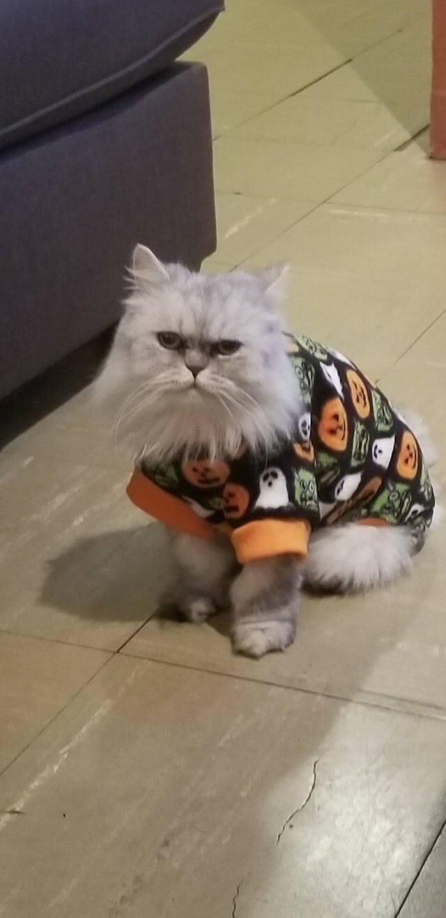 14 Photos Of Cats' Halloween Costumes That'll Definitely Have You ...