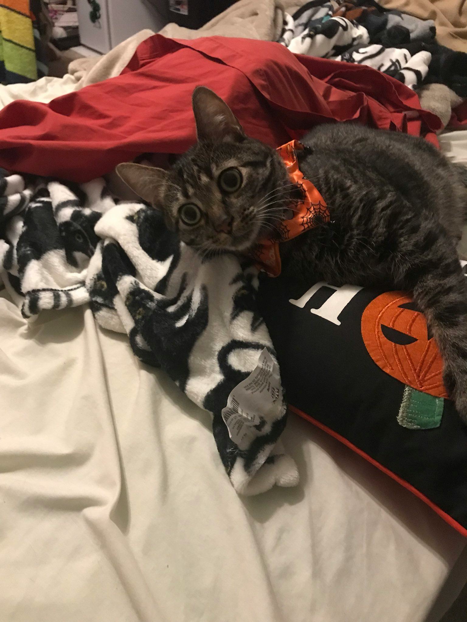 14 Photos Of Cats' Halloween Costumes That'll Definitely Have You ...