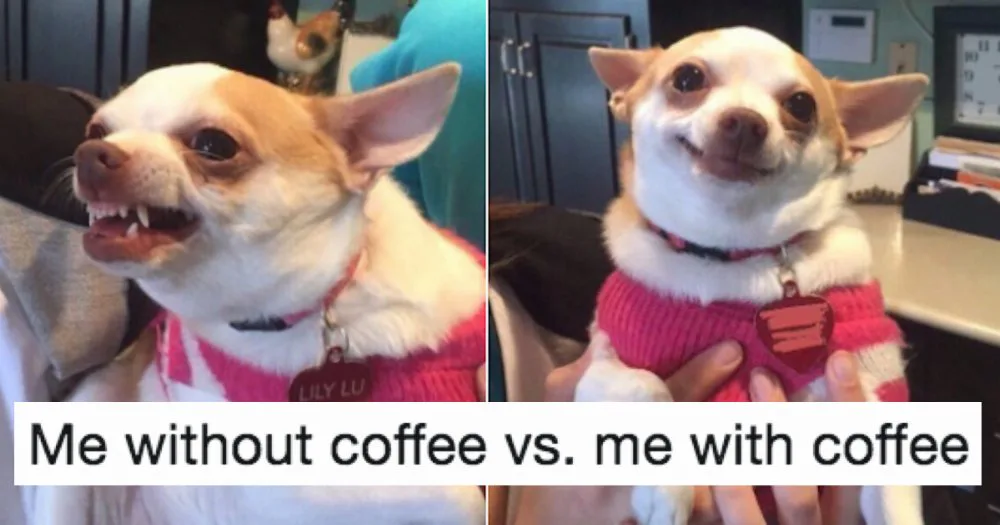 11 Coffee Memes For National Coffee Day 2018 That You’ll Find Hilarious ...