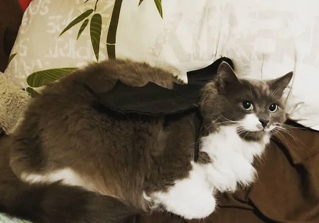 14 Photos Of Cats' Halloween Costumes That'll Definitely Have You ...