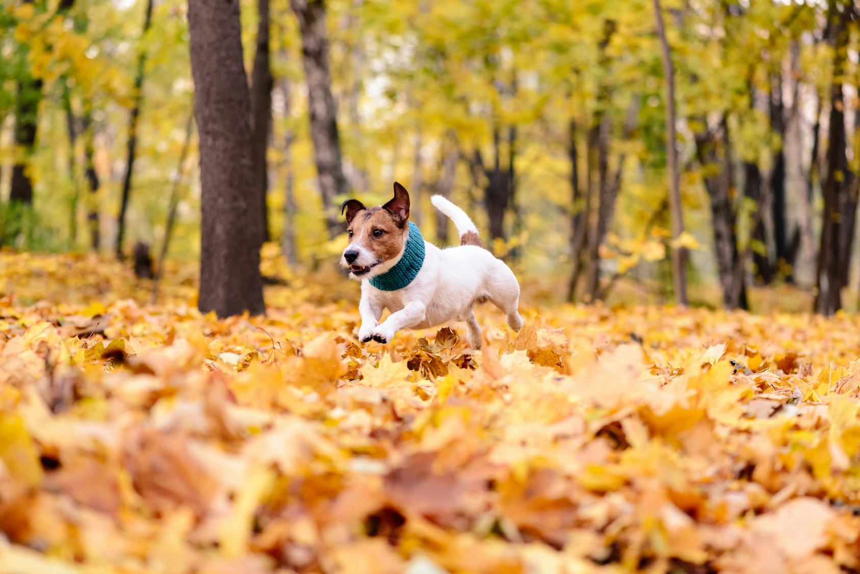17 Dogs Who Know Fall Is The Best Season And Can't Wait For It To Just ...