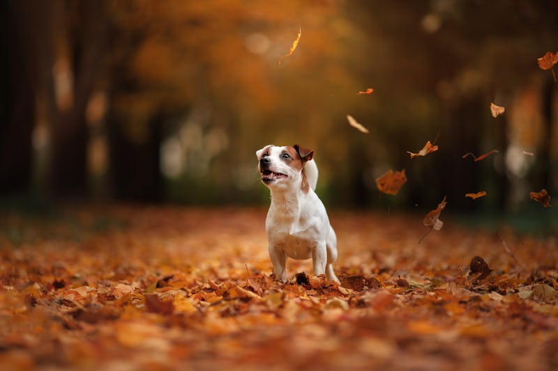 17 Dogs Who Know Fall Is The Best Season And Can't Wait For It To Just ...