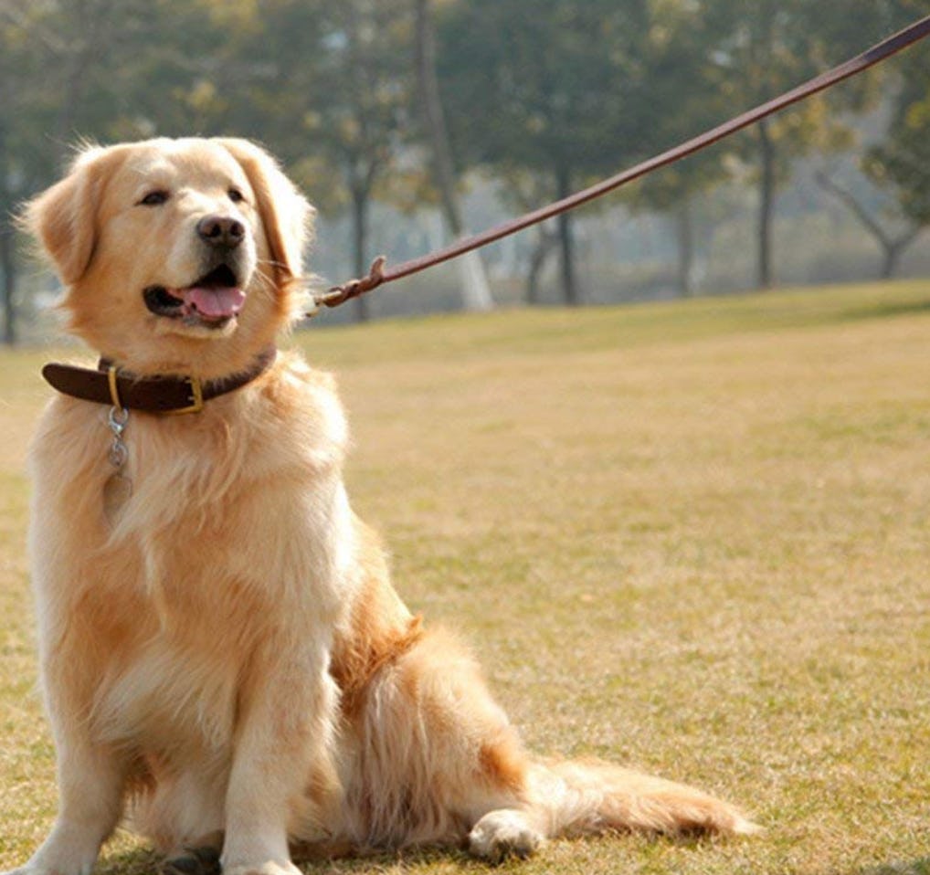 The 5 Safest Dog Leashes