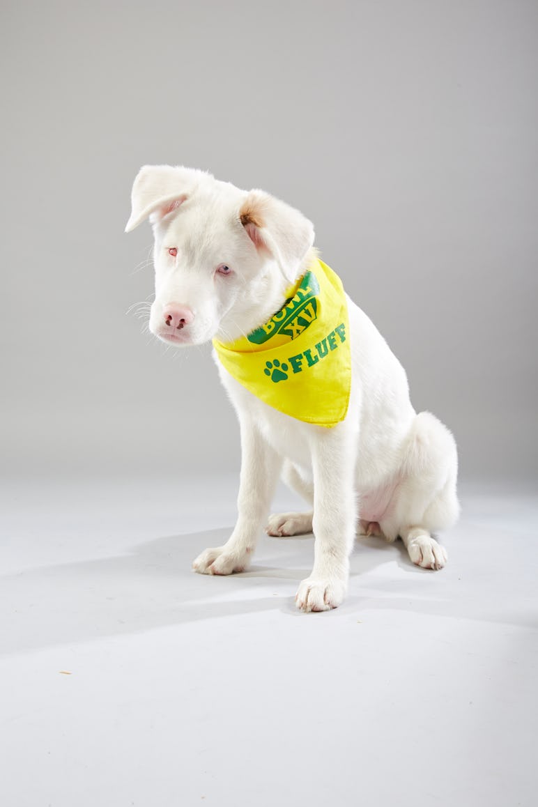 The 2019 Puppy Bowl Puppies Ranked By Cuteness, Because There Can Only ...
