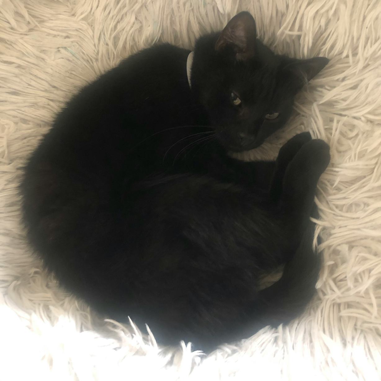 25 National Cat Day Memes To Celebrate The Humor & Dramatics Of Cats