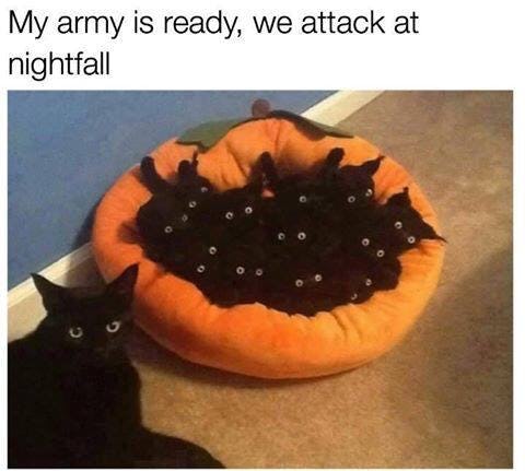 25 National Cat Day Memes To Celebrate The Humor & Dramatics Of Cats