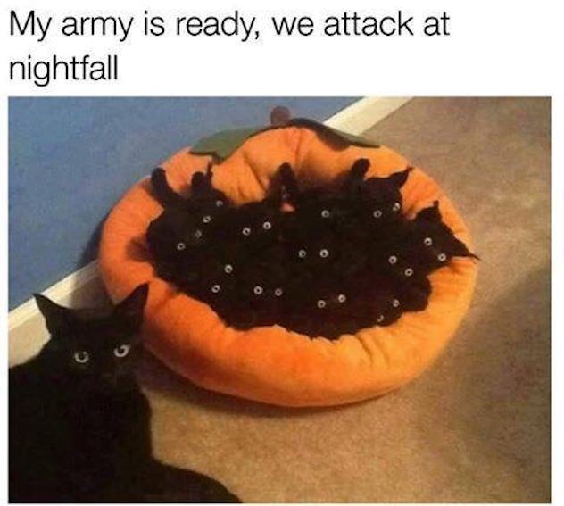 25 National Cat Day Memes To Celebrate The Humor & Dramatics Of Cats