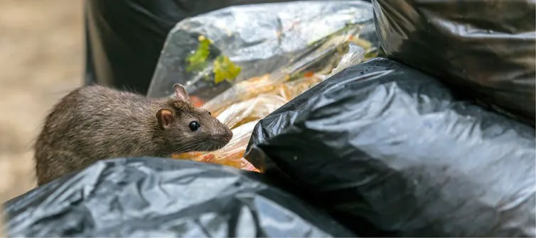 The evolution of rats and what it means for our health