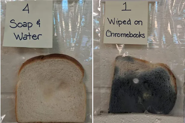Classroom's Moldy Bread Science Experiment Is Proof You Need To Wash ...