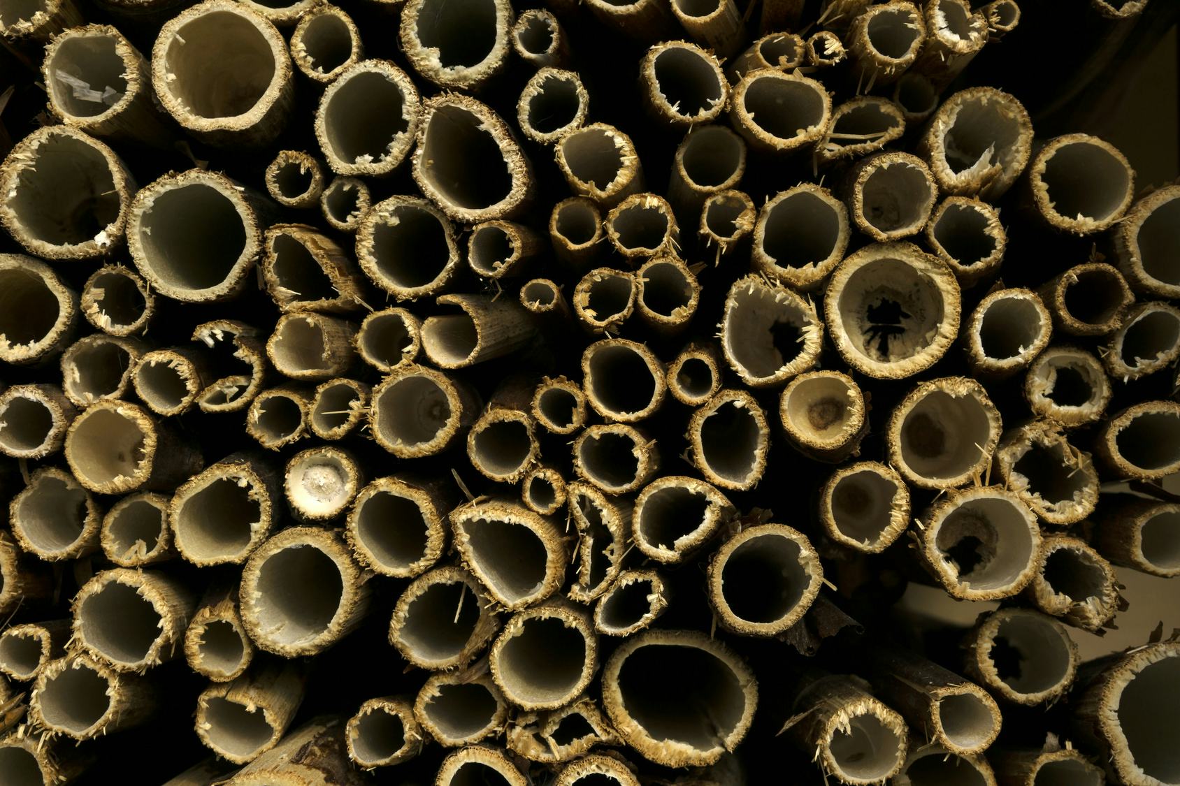 What Is Trypophobia? This Unusual Phobia Might Be More Common Than You ...