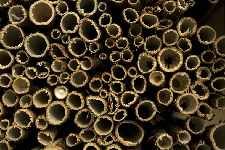 What Is Trypophobia? This Unusual Phobia Might Be More Common Than You ...