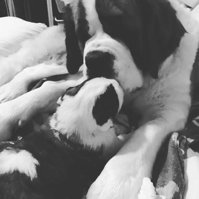 21 Pictures Of Postpartum Pooches That Will Warm Your Cold, Dead Heart