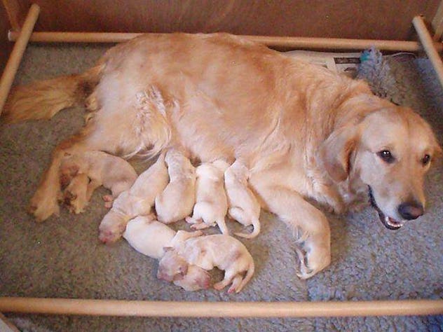 21 Pictures Of Postpartum Pooches That Will Warm Your Cold, Dead Heart