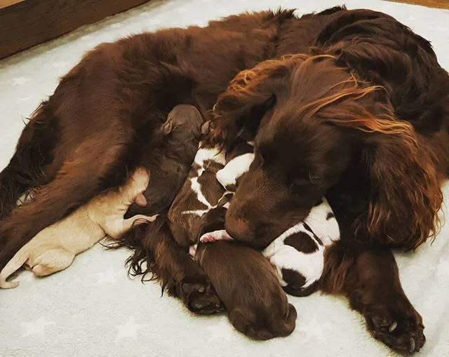 21 Pictures Of Postpartum Pooches That Will Warm Your Cold, Dead Heart