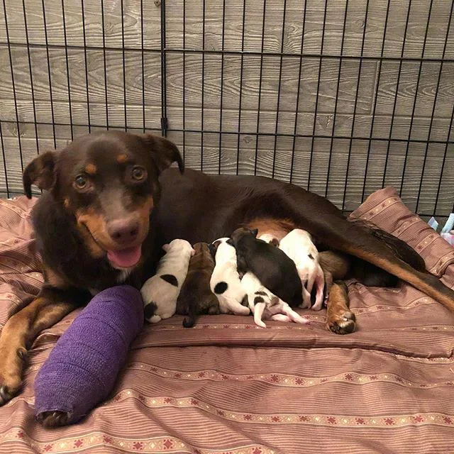 21 Pictures Of Postpartum Pooches That Will Warm Your Cold, Dead Heart