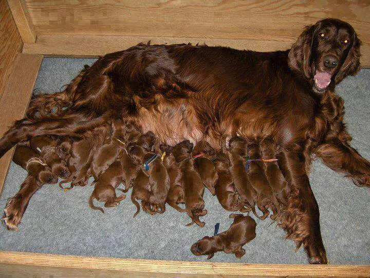 21 Pictures Of Postpartum Pooches That Will Warm Your Cold, Dead Heart