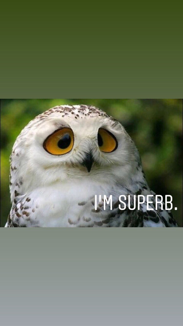 Funny "Superb Owl" Memes To Post, Regardless Of Which Team You're ...