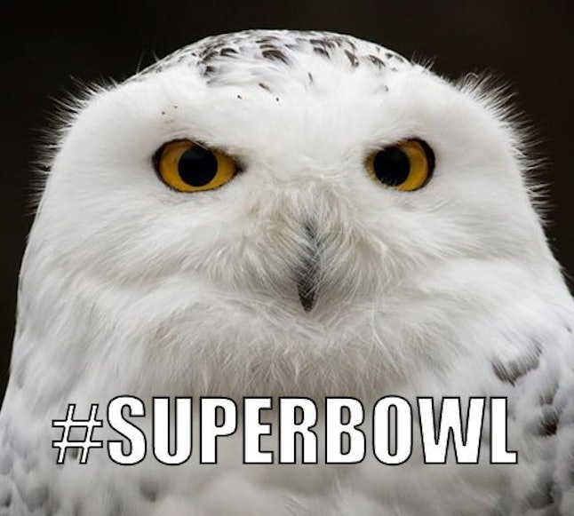 Funny "Superb Owl" Memes To Post, Regardless Of Which Team You're ...
