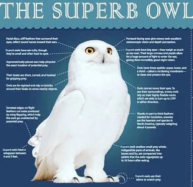 Funny "Superb Owl" Memes To Post, Regardless Of Which Team You're ...