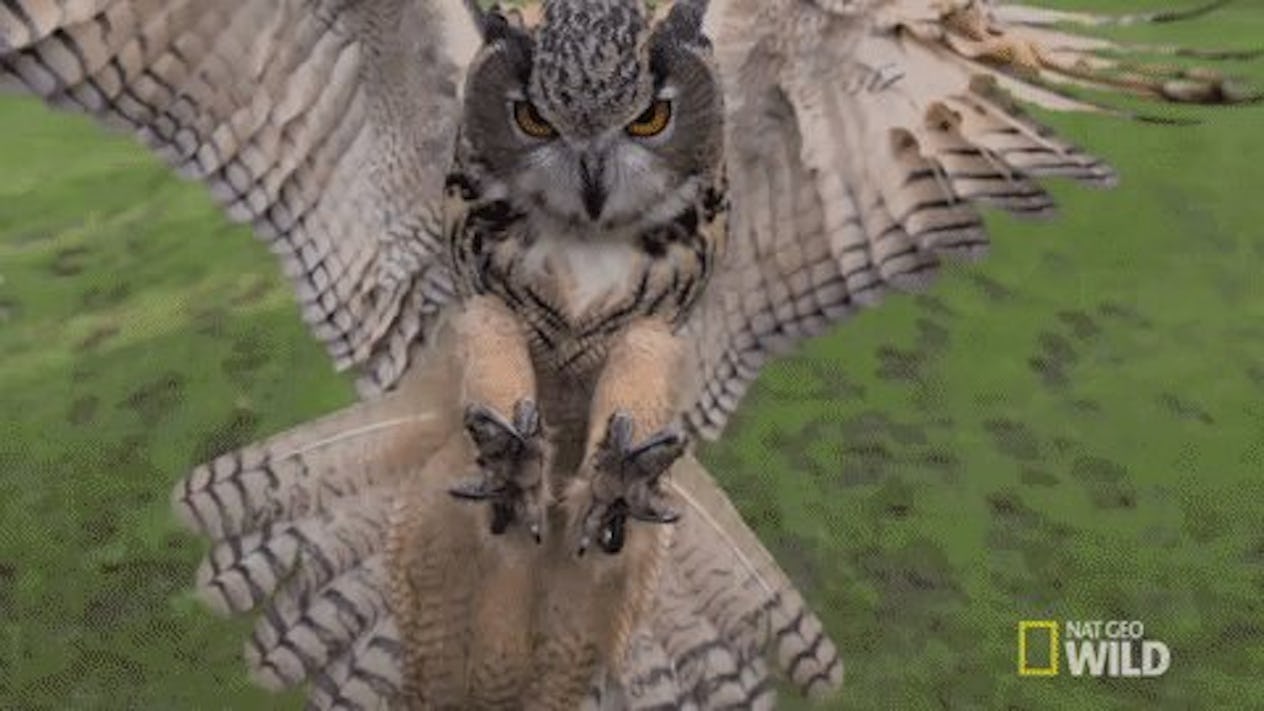 Funny "Superb Owl" Memes To Post, Regardless Of Which Team You're ...