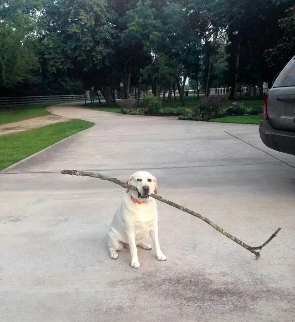 22 Funny National Puppy Day 2019 Memes That Are Also Just Adorable