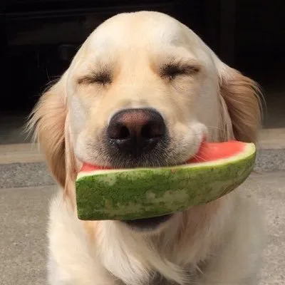 23 Funny Tweets About Puppies For National Puppy Day 2019