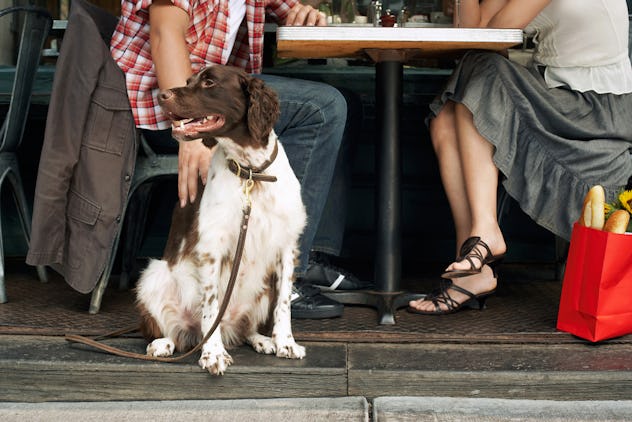 13 Dog-Friendly Date Night Ideas, Because Leaving Your Dog At Home Is ...