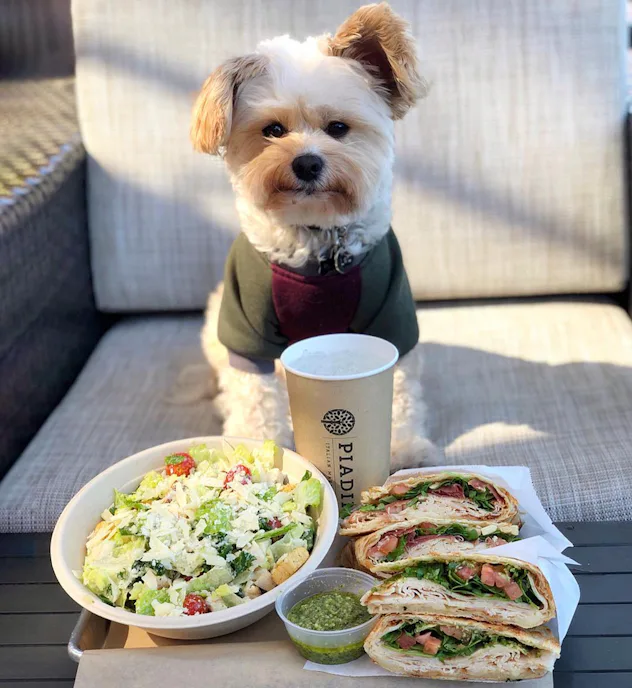 11 Famous Puppy Instagram Accounts To Follow On National Puppy Day