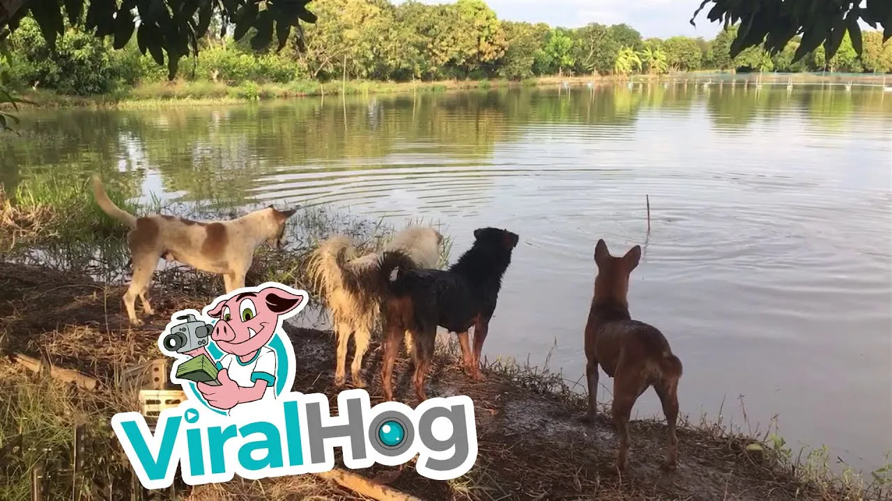15 April Fool's Dog Pranks To Pull On Your Unsuspecting Pup